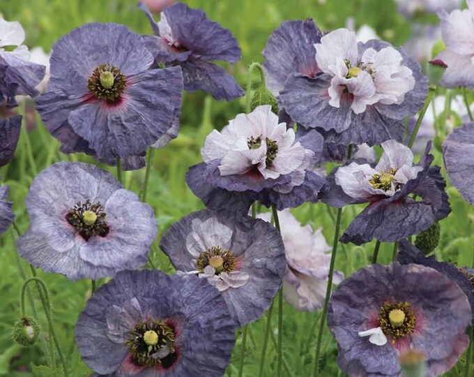 50+ Amazing Grey Poppy Seeds - Etsy