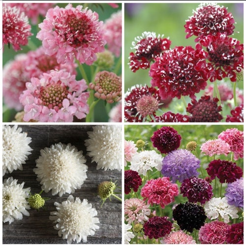 30 Scabiosa Formula Mix Seeds - Etsy