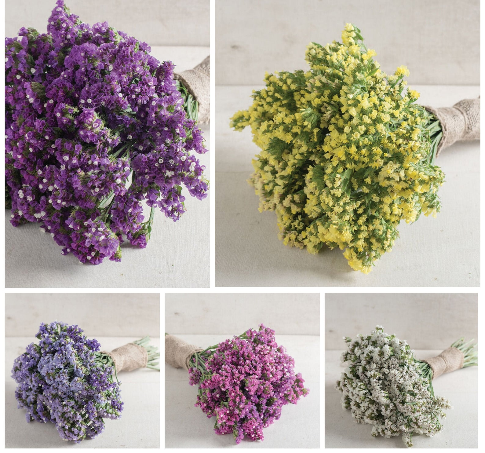 Statice Variety: Seeker Purple, Seeker Yellow, Seeker Pastel Blues ...