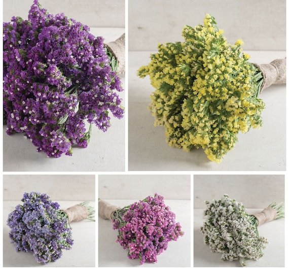 Statice Variety: Seeker Purple Seeker Yellow Seeker Pastel - Etsy