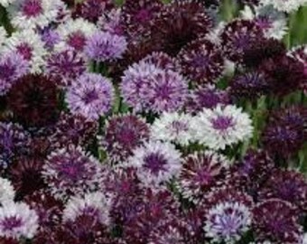 100 Bachelors Button Classic Magic Mix Seeds | Etsy