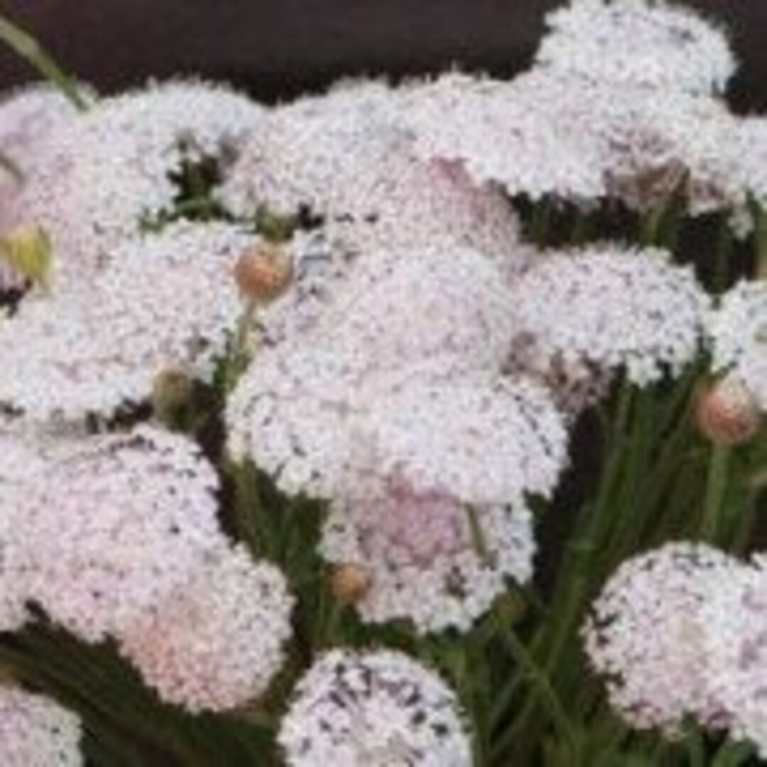 50+ Didiscus Lacy Pink Seeds - Etsy