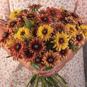 Rudbeckia Variety: Cherokee Sunset, Sahara, Gloriosa Double Daisy (25 ...
