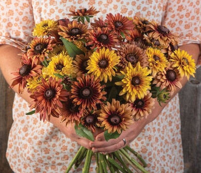 Rudbeckia Variety: Cherokee Sunset, Sahara, Gloriosa Double Daisy (25 ...