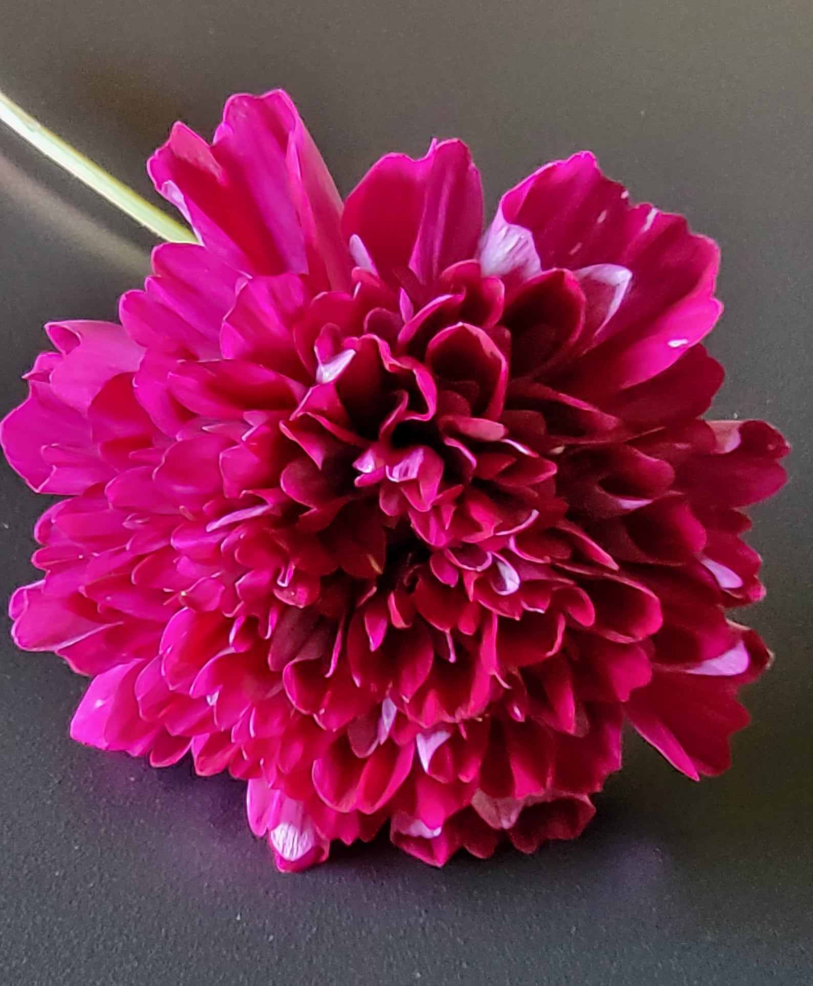 30 Cosmos Double Click Mix Seeds - Etsy