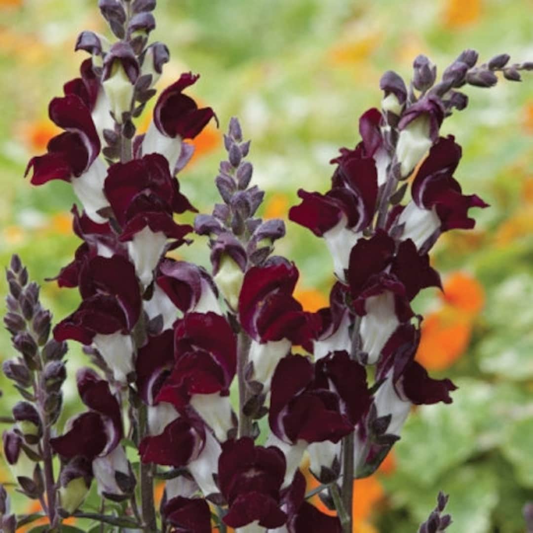 100+ Snapdragon Night and Day Seeds - Etsy