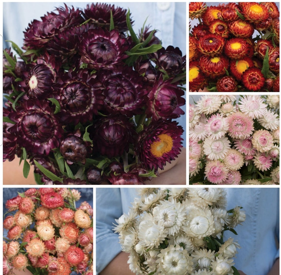 Strawflower Variety: Purple Red, Copper Red, Silvery Rose, Vintage ...