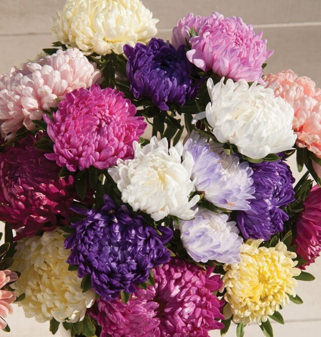 25 Tower Mix Aster Seeds - Etsy