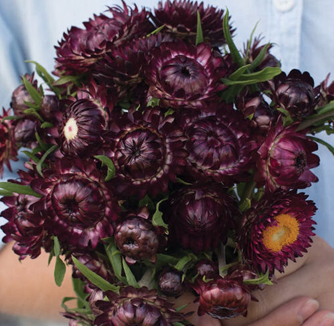 100+ Strawflower Purple Red Seeds - Etsy