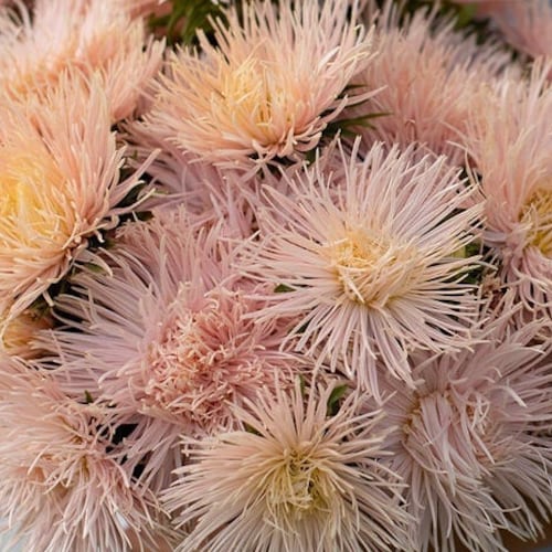 25 Aster Hulk Seeds - Etsy