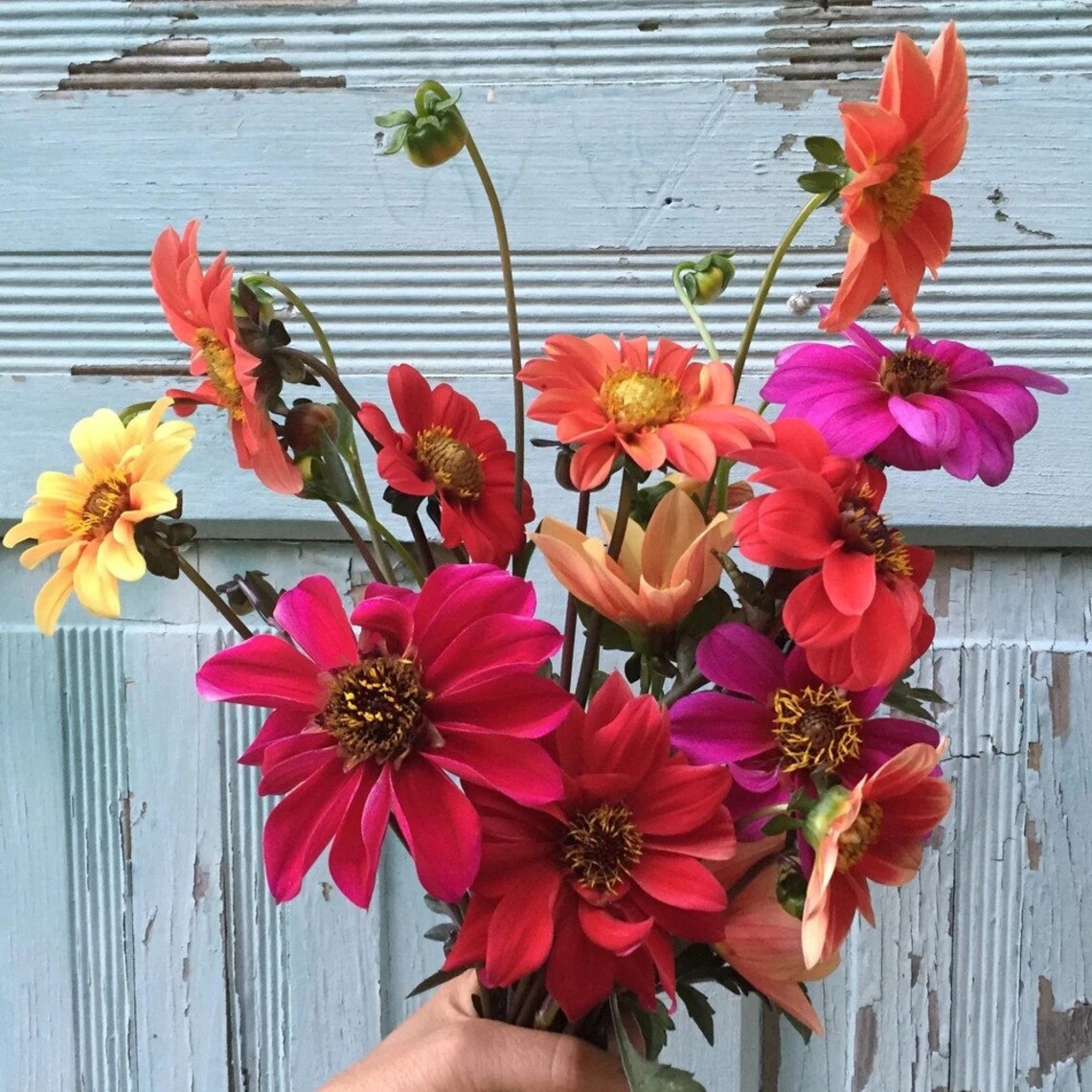 Dahlia Variety: Dandy Improved, Bishop's Child, Showtime/showpiece ...