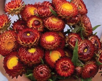 100 Strawflower Silvery Rose Seeds | Etsy