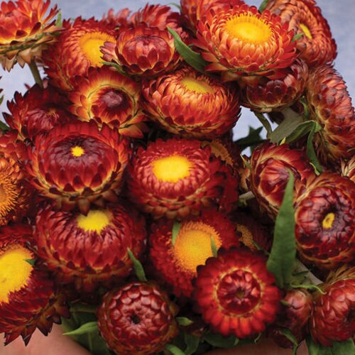 100 Strawflower Copper Red Seeds | Etsy