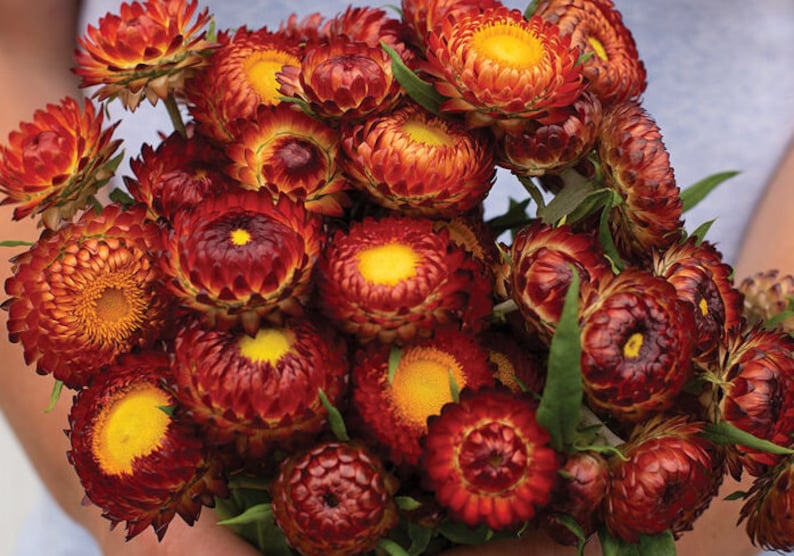 100 Strawflower Copper Red Seeds - Etsy