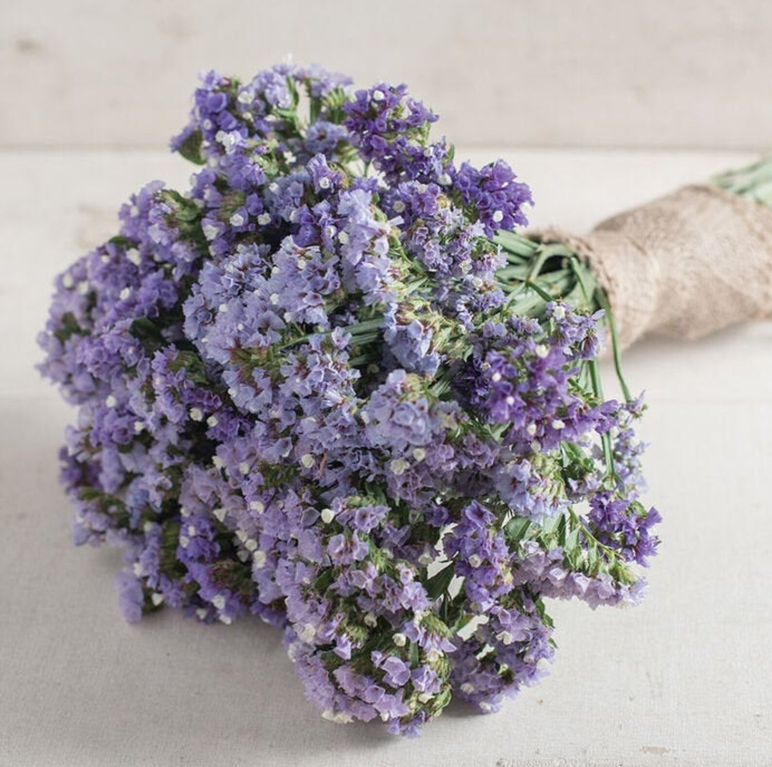 40 Statice Seeker Pastel Blue Seeds | Etsy