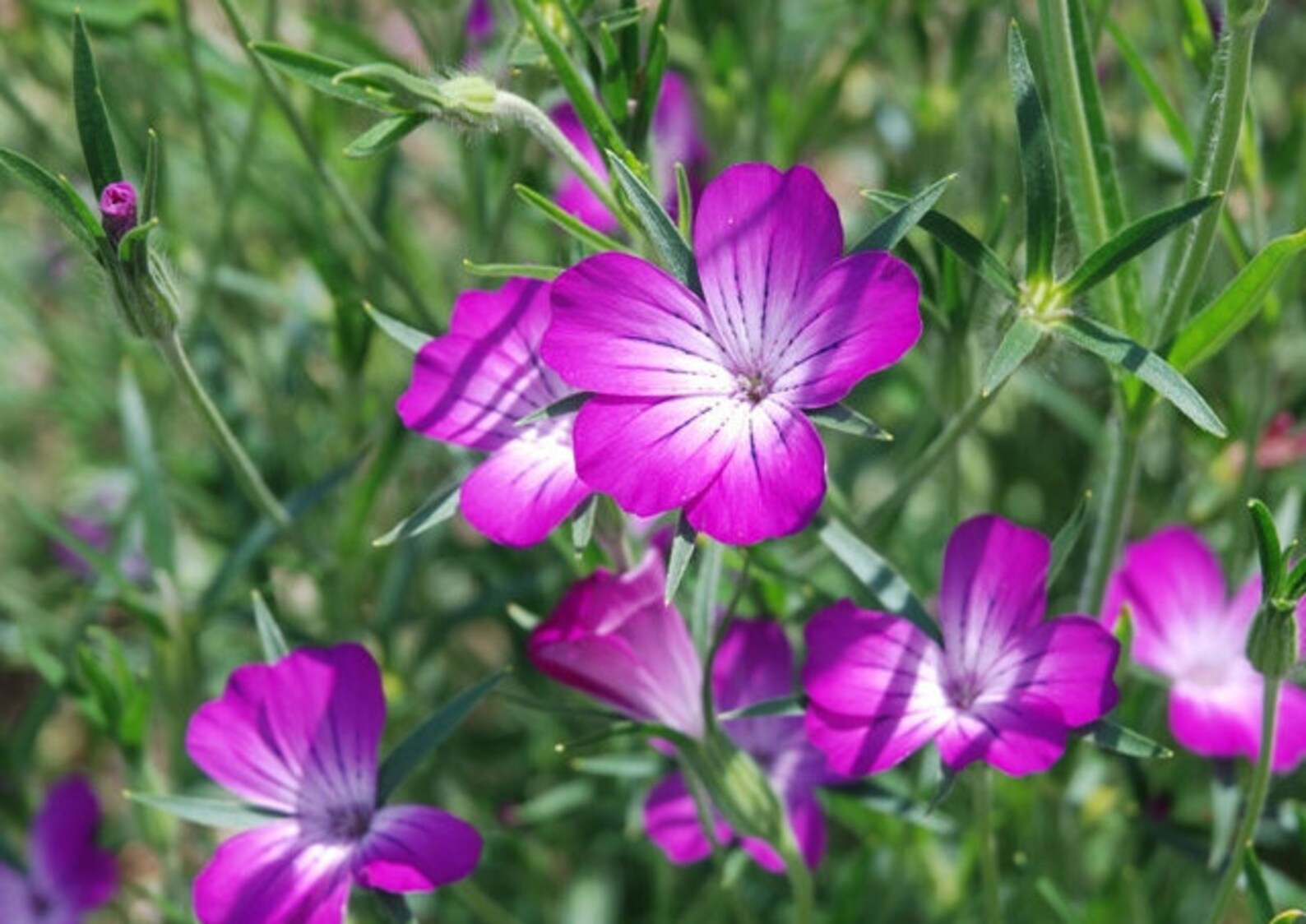 40 Agrostemma Mix Seeds | Etsy
