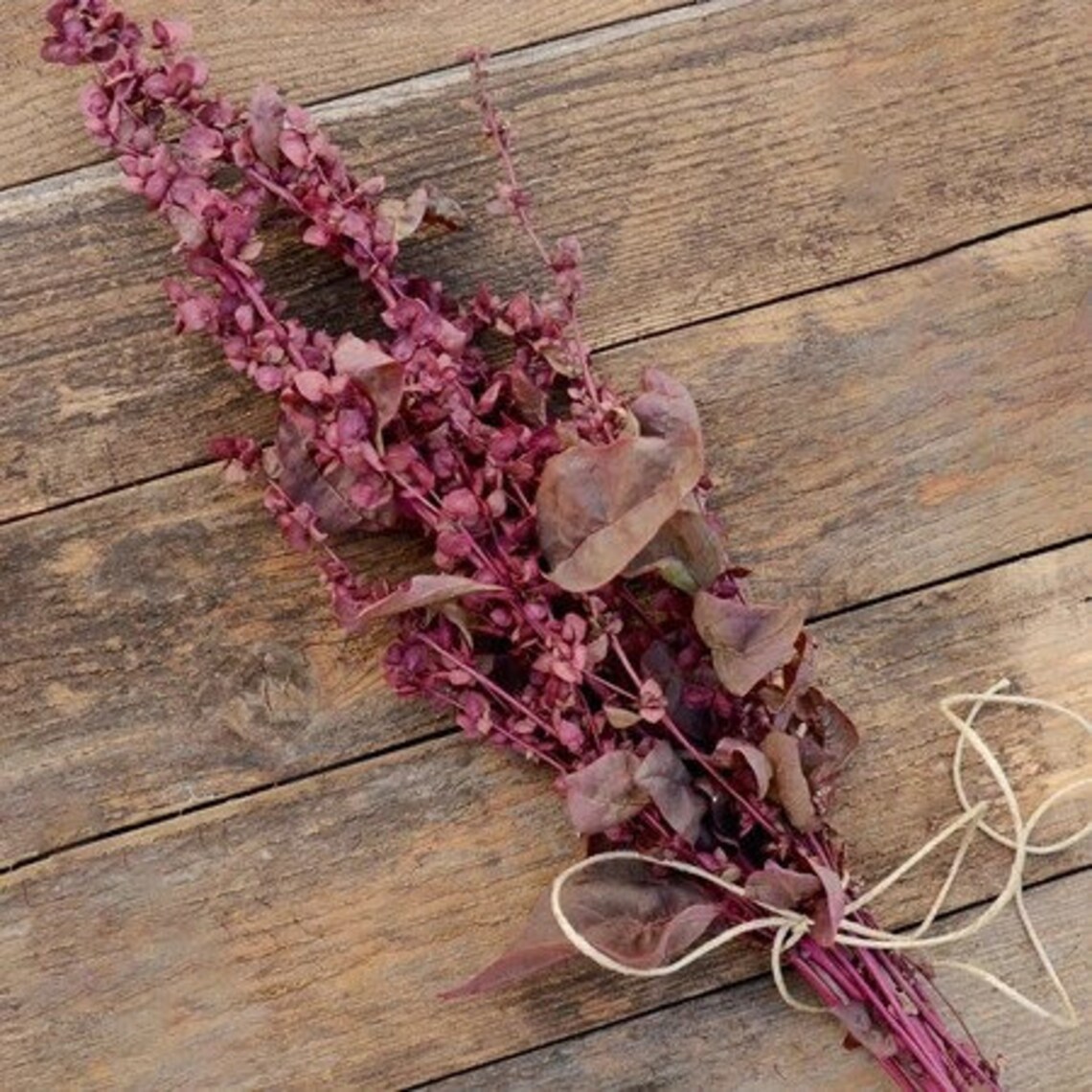 40 Orach/atriplex Red Plume Seeds - Etsy