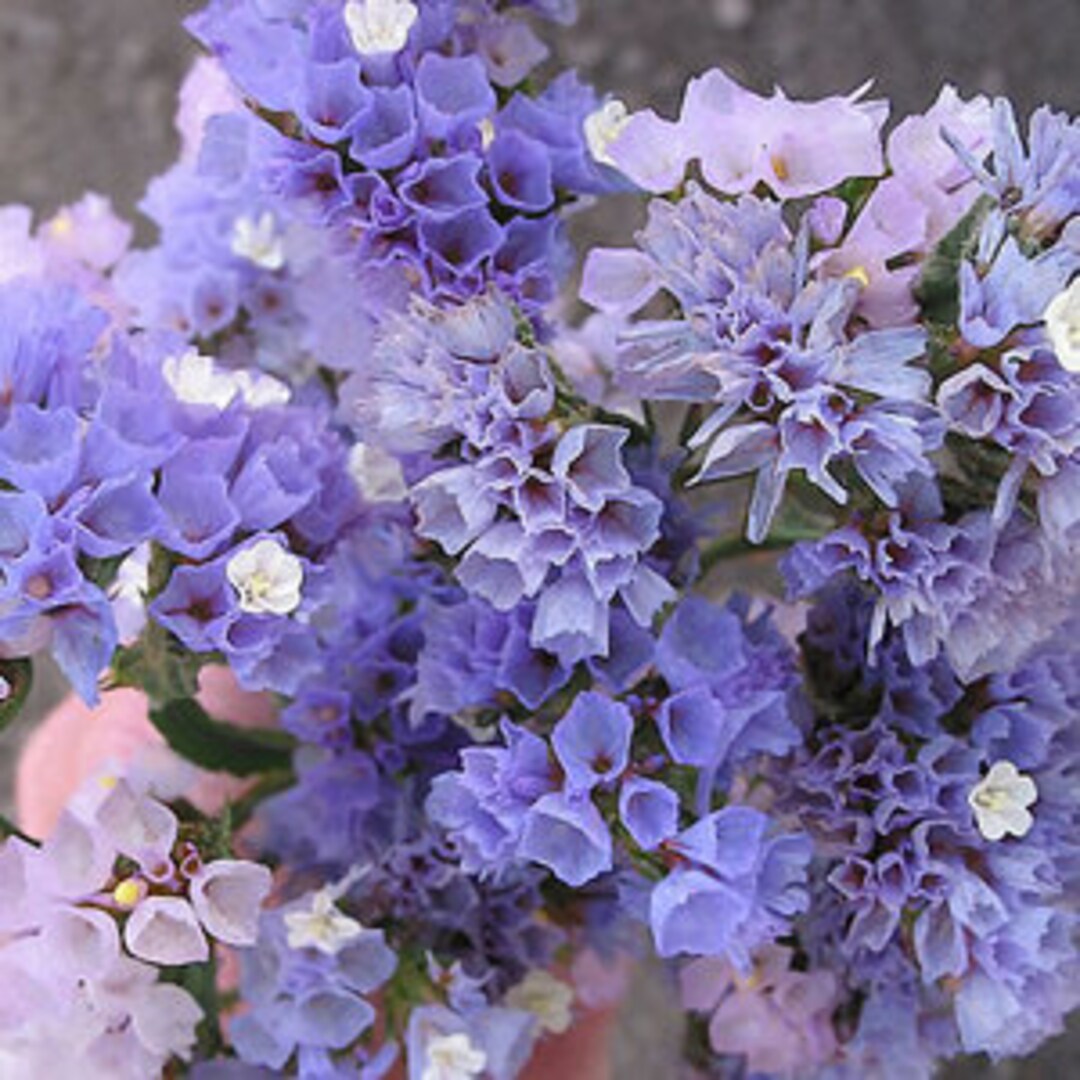 40 Statice Seeker Pastel Blue Seeds - Etsy