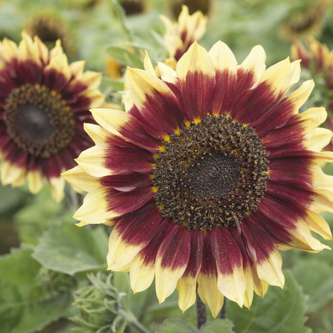 Sunflower Variety: Florenza, Valentine, Sonja (25 Seeds of Each ×3) - Etsy