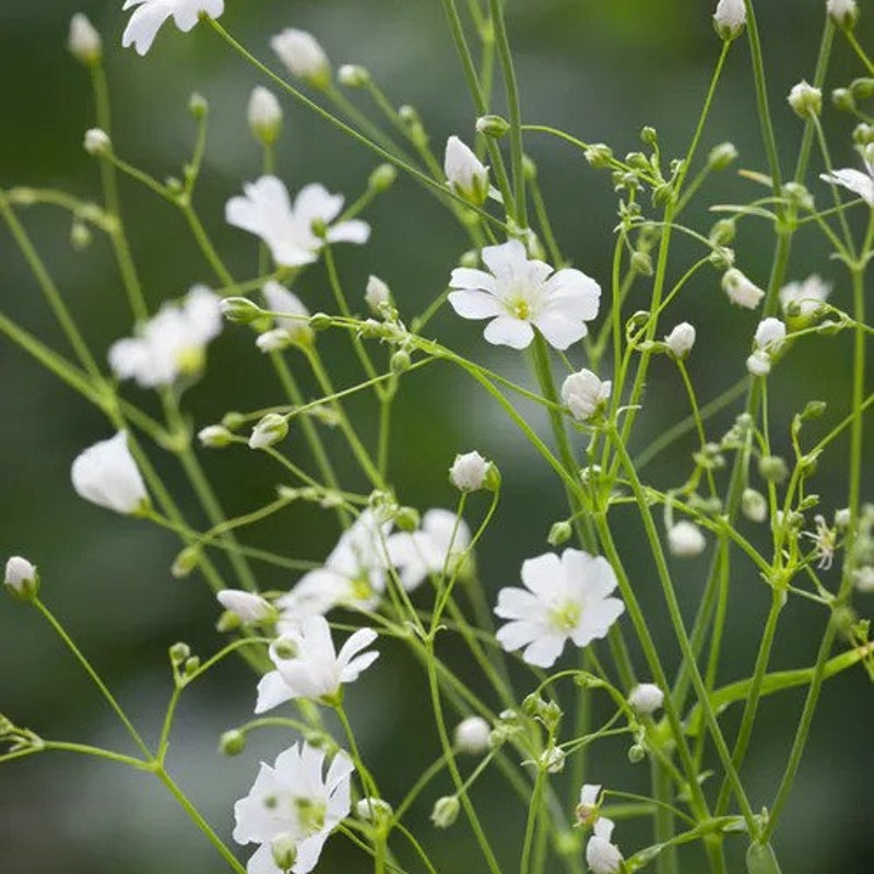 Babys Breath Plant - Etsy
