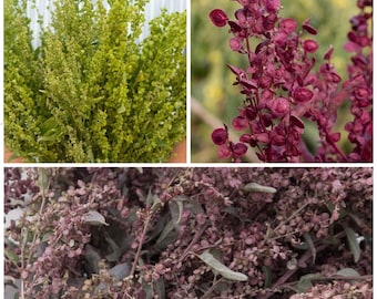 40 Orach/atriplex Copper Plume Seeds | Etsy