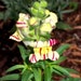 100 Snapdragon Brighton Rock Seeds - Etsy