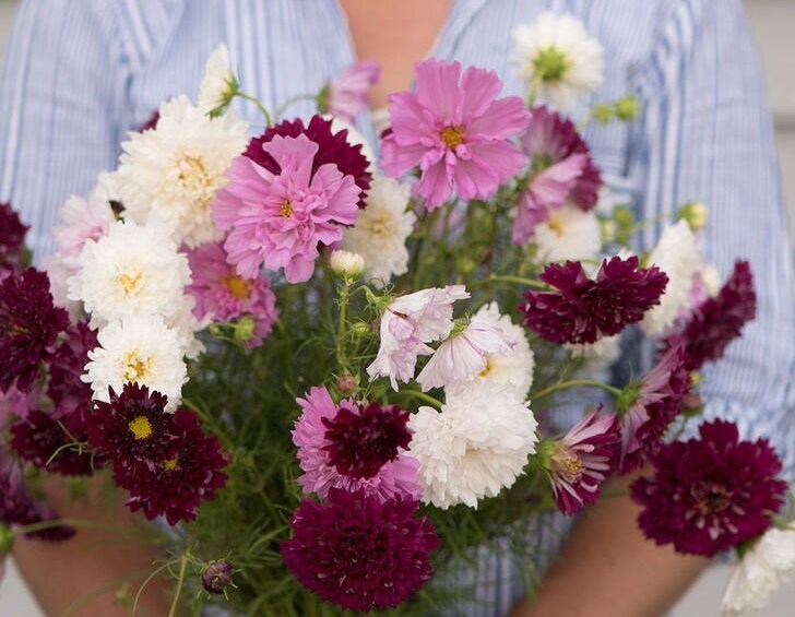 100 Cosmos Double Click Mix seeds | Etsy