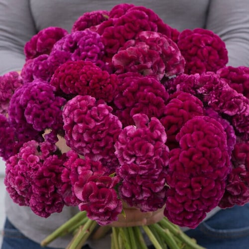 30 Celosia Cramers' Burgundy Seeds - Etsy