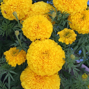 75+ Giant Crackerjack Smiles Marigold Seeds - Etsy