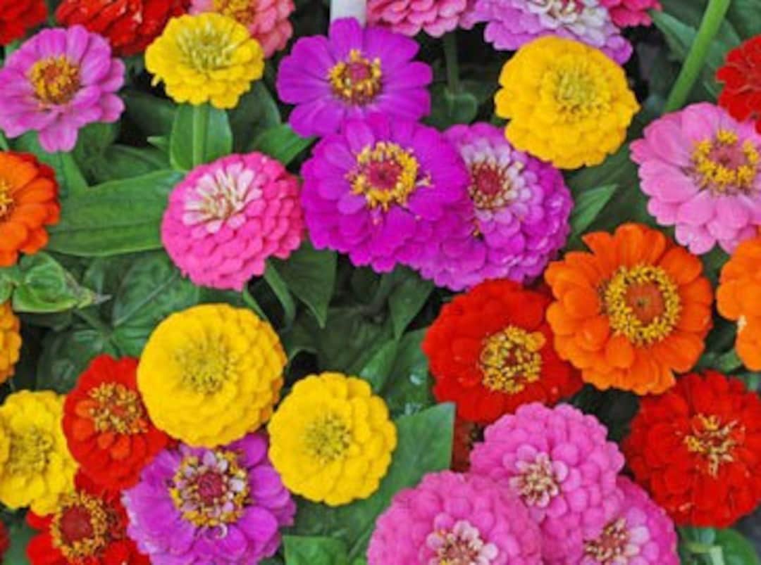 50 Zinnia Button Box Mix Seeds - Etsy