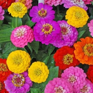 50 Zinnia Button Box Mix Seeds - Etsy