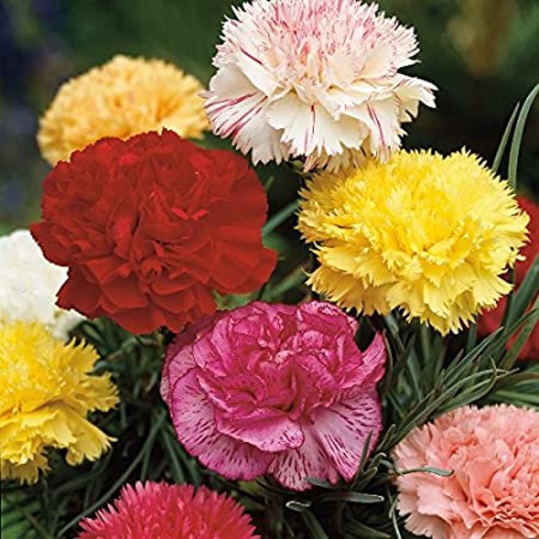 100+ Carnation Chabaud Mix Seeds - Etsy