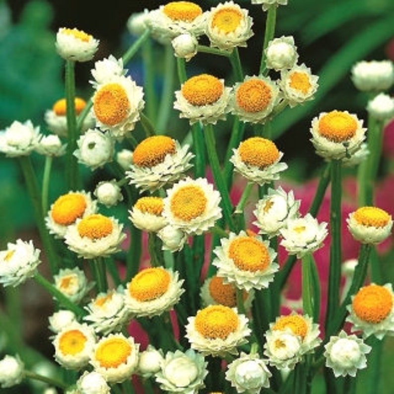 50+ Ammobium Winged Everlasting Seeds - Etsy
