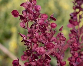 40 Orach/atriplex Copper Plume Seeds | Etsy