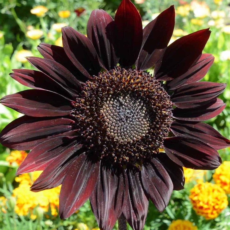 Chocolate Flower Bouquet - Etsy