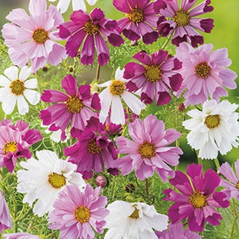 50 Cosmos Seashells Mix Seeds - Etsy