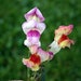 100 Snapdragon Brighton Rock Seeds - Etsy