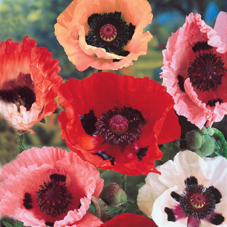 50+ Giant Hybrids Orientale Poppy Seeds - Etsy