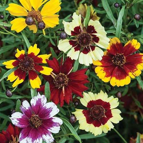 Coreopsis Seeds 101 - Etsy