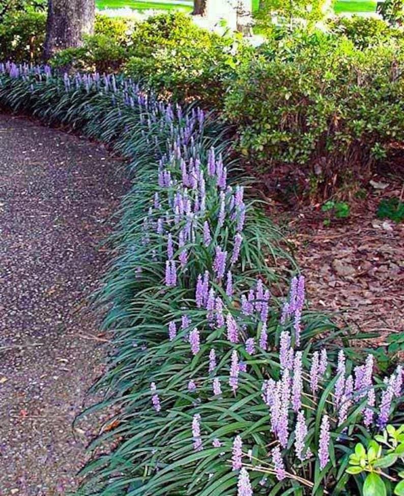 Liriope Flowering Grass Etsy