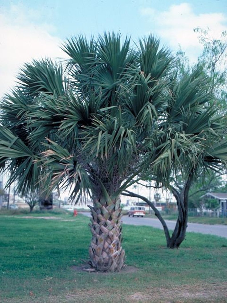 Texas sabal palm trees | Etsy