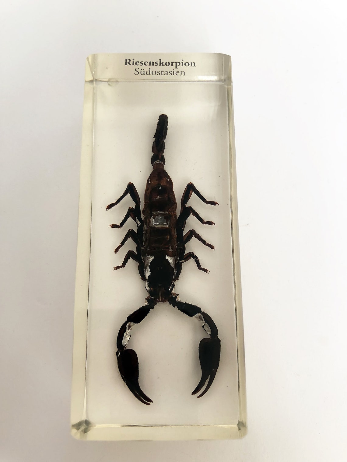 Scorpion Riesenskorpion Real Scorpion in Resin, Taxidermy, Entomology ...