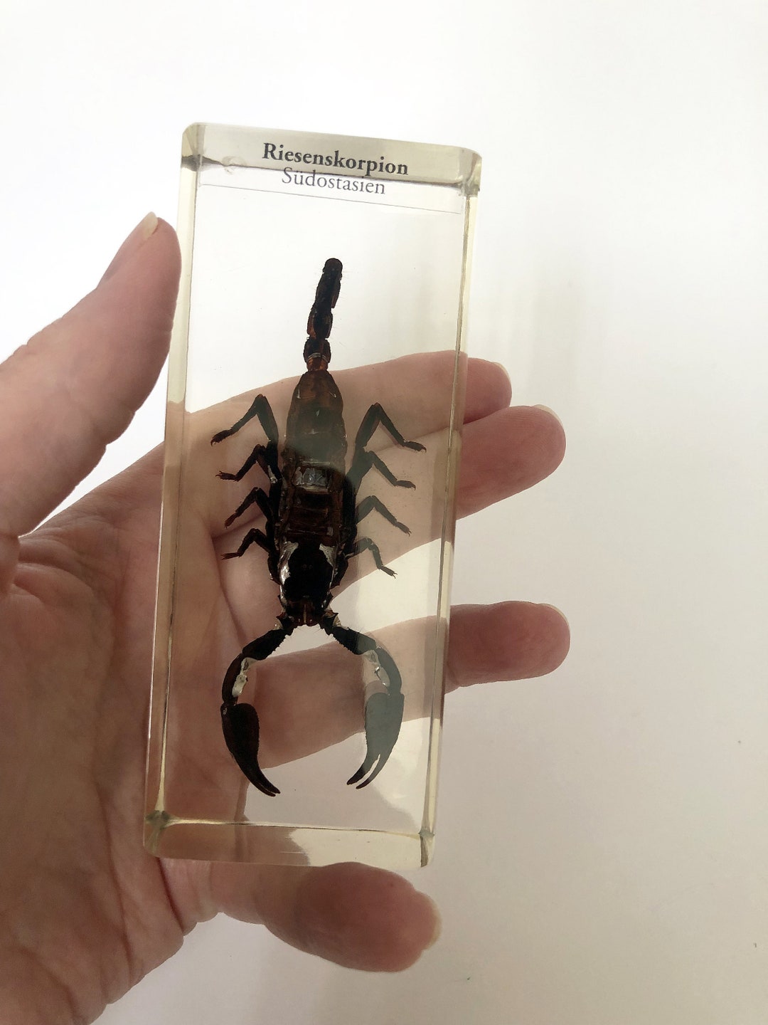 Scorpion Riesenskorpion Real Scorpion in Resin, Taxidermy, Entomology ...