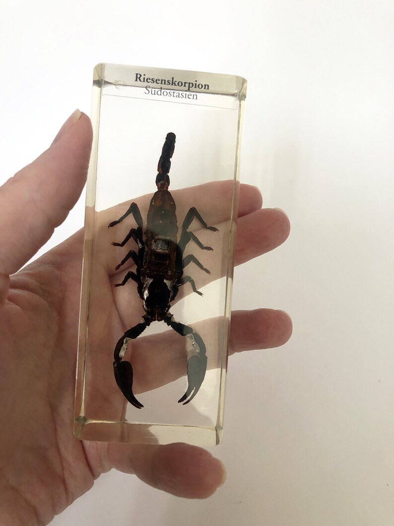 Scorpion Riesenskorpion Real Scorpion in Resin, Taxidermy, Entomology ...