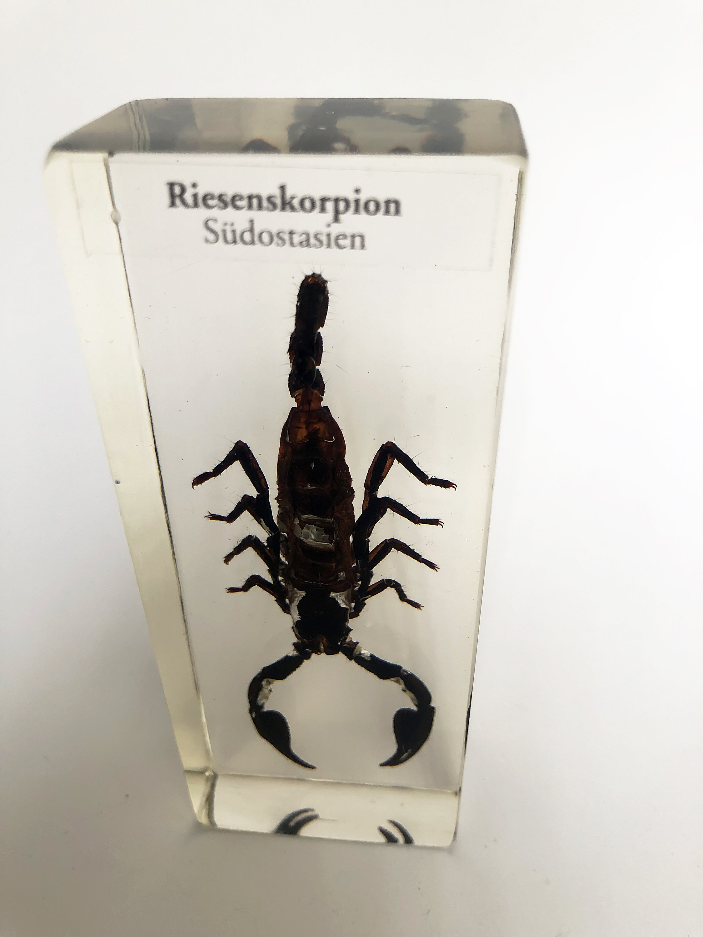 Scorpion Riesenskorpion Real Scorpion in Resin, Taxidermy, Entomology ...
