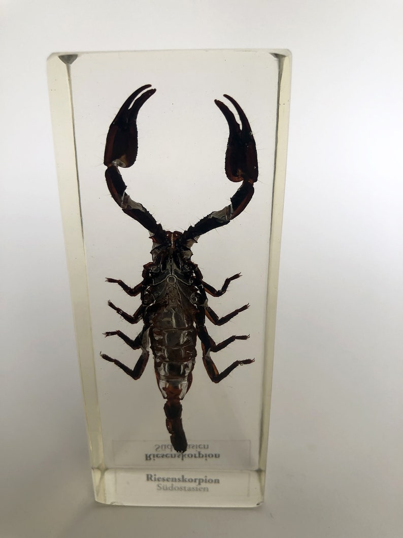 Scorpion Riesenskorpion Real Scorpion in Resin, Taxidermy, Entomology ...