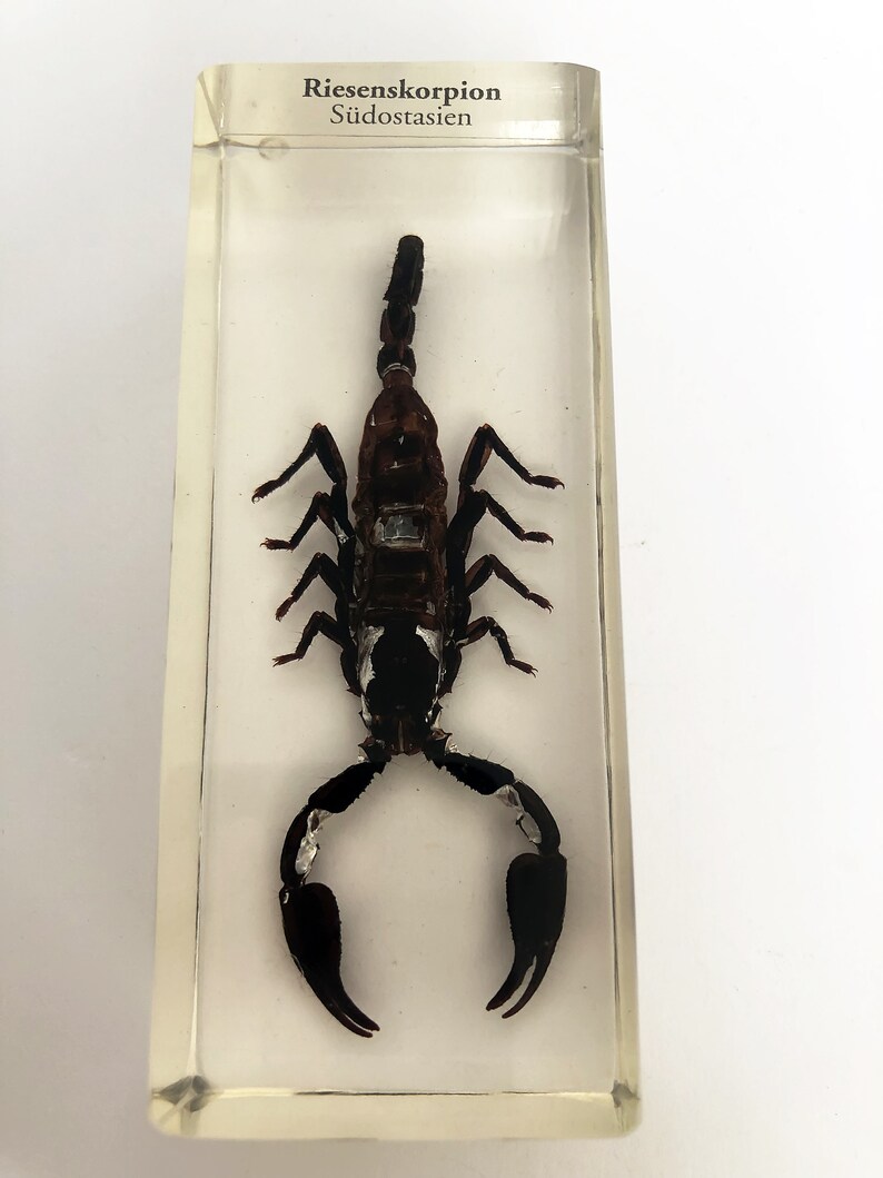 Scorpion Riesenskorpion Real Scorpion in Resin, Taxidermy, Entomology ...