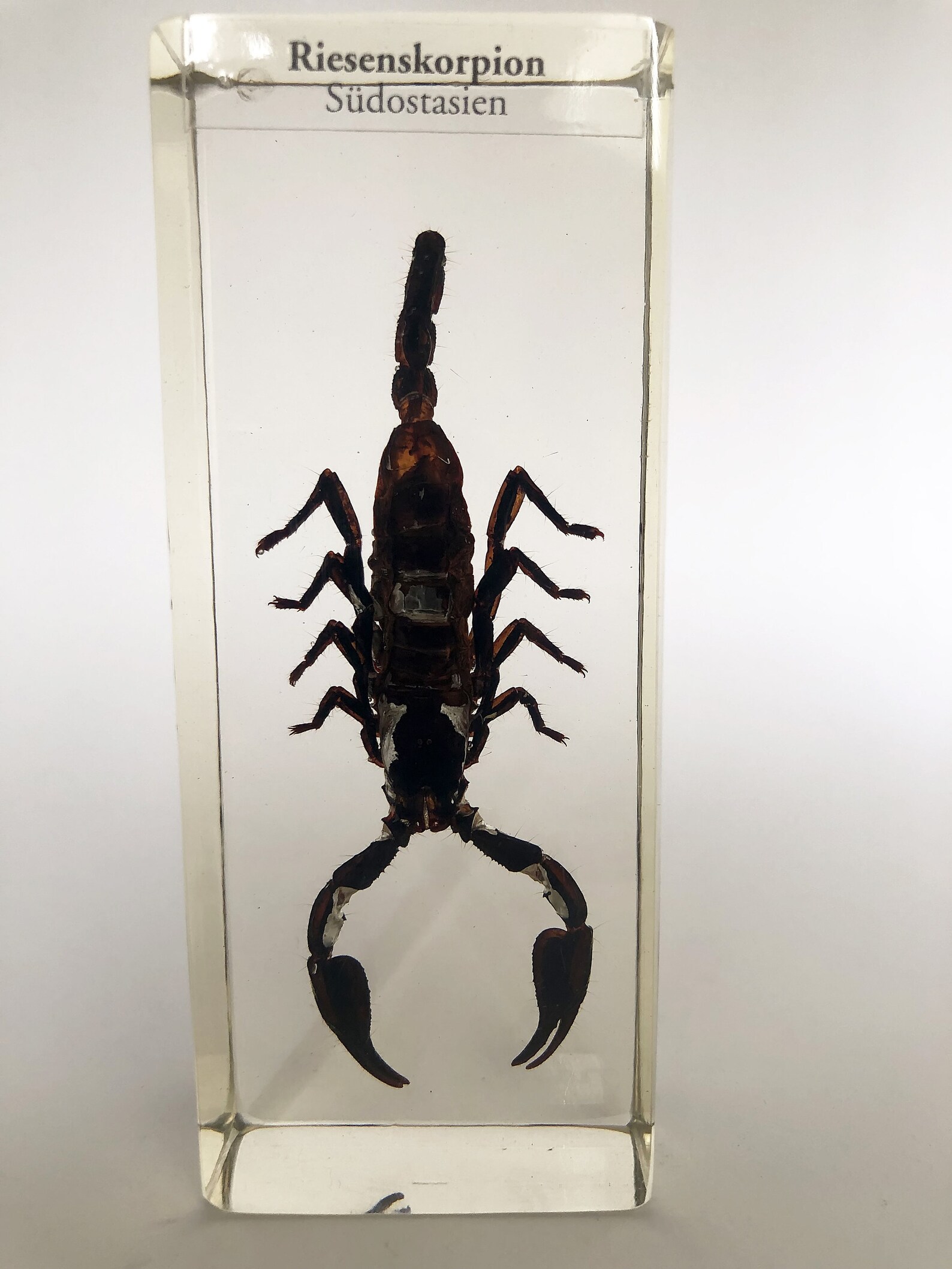 Scorpion Riesenskorpion Real Scorpion in Resin, Taxidermy, Entomology ...