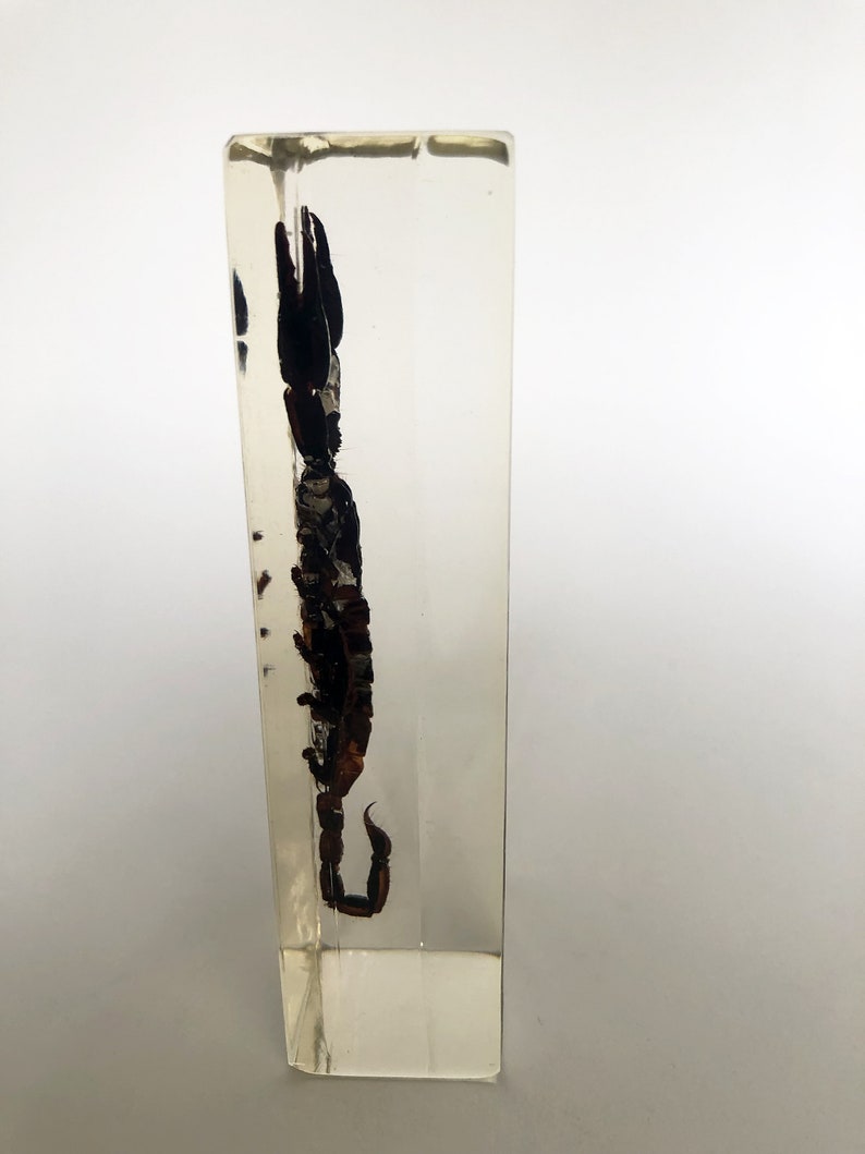 Scorpion Riesenskorpion Real Scorpion in Resin, Taxidermy, Entomology ...