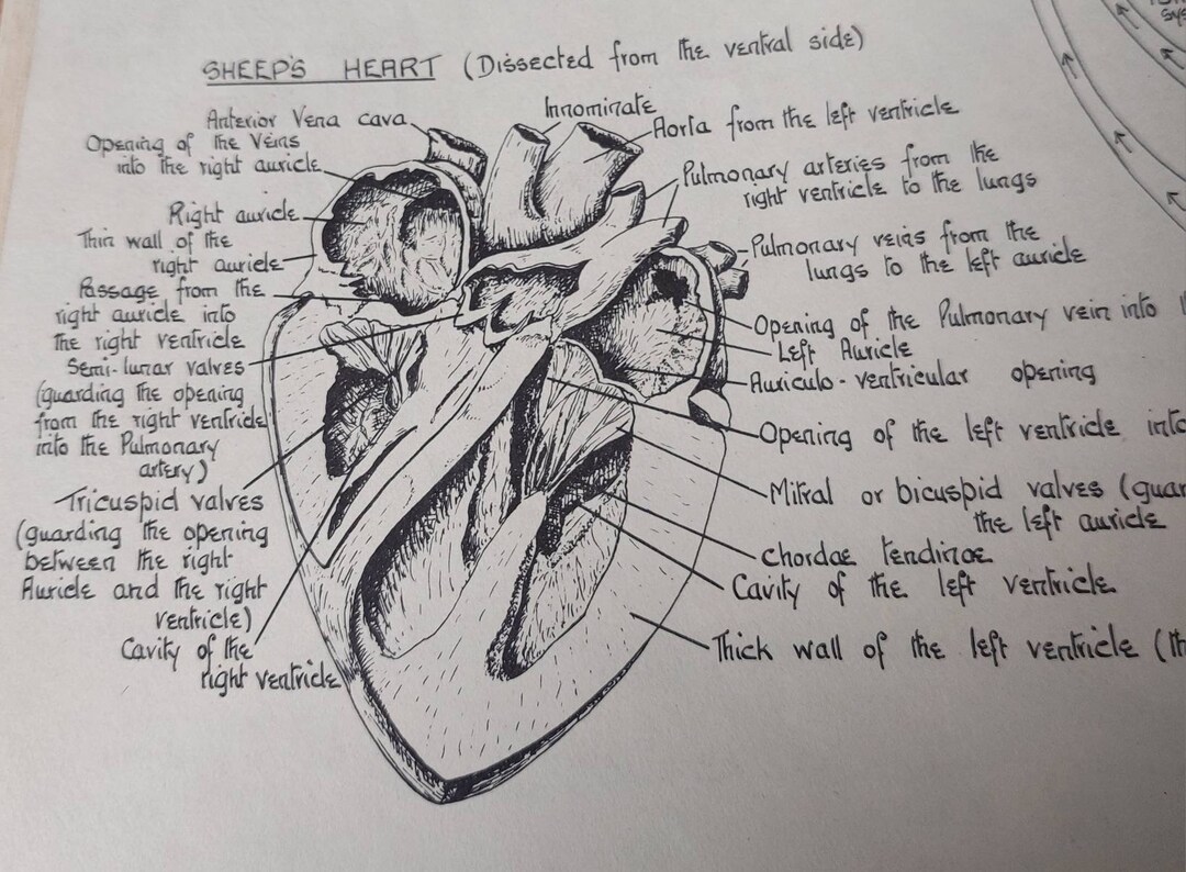 Biological Drawings With Notes Part 1 and Part 2 by Maud Jepson ...